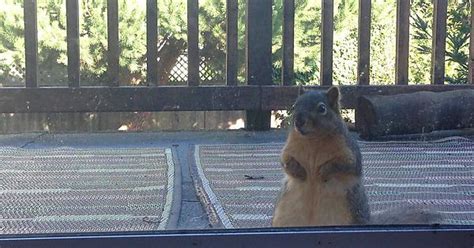 If You Feed A Squirrel Peanut Butter Youll Wake Up To This At Your Backdoor Every Morning Imgur