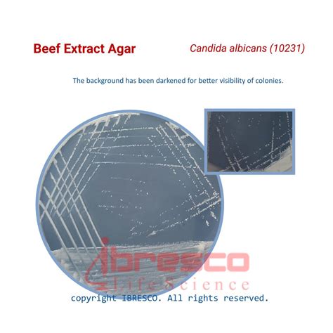 Beef Extract Agar بیف اکسترکت آگار Ibresco