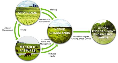 1 Management Activities And Their Effects On Grassland Carbon Cycling Download Scientific
