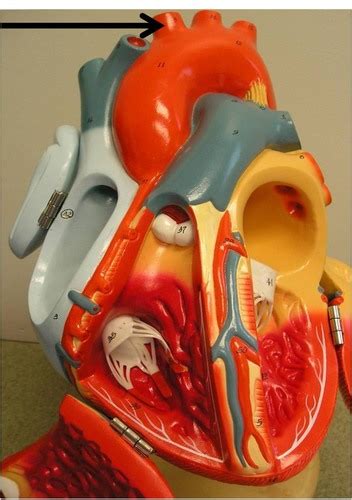 Heart Model Flashcards Quizlet