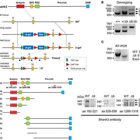 Expression Patterns Of Ankyrin Repeat Containing Variants Of Shank3 Download Scientific Diagram