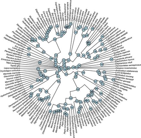 Phylogeny With Node Numbers Node Numbers In This Figure Match Those