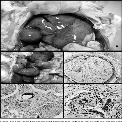 Figure 1 From Feline Cholangitis Chonlangiohepatitis Complex Secondary To Platynosomum Fastosum