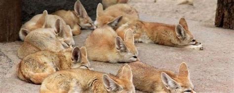 Фенеки на каждый день ВКонтакте