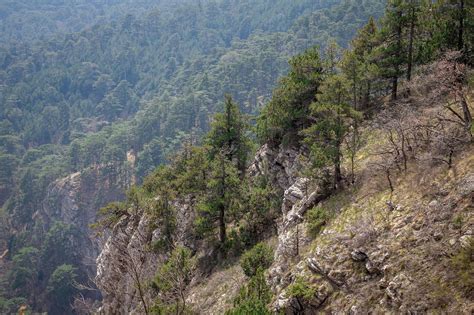 Arvores Floresta Montanha Foto Gratuita No Pixabay Pixabay