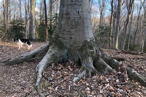 Tree Root Systems Vic S Tree Service Roots 101