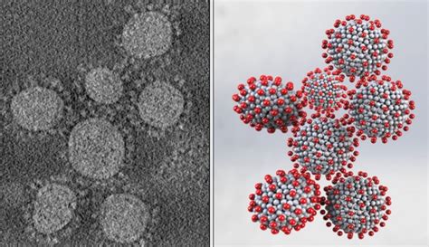 El Coronavirus Puede Tener Distintas Formas Y Eso Afecta Cómo Se