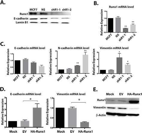 Runx1 Stabilizes The Mammary Epithelial Cell Phenotype And Prevents