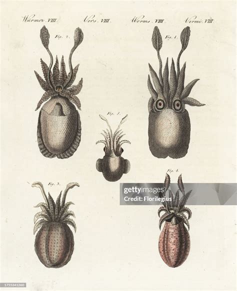 Common Cuttlefish Sepia Officinalis 1 Cuttlefish Species From South