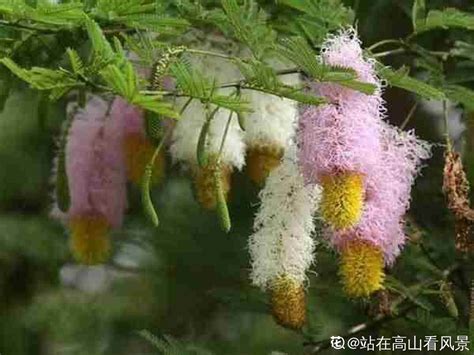 请各位花友欣赏奇花异草