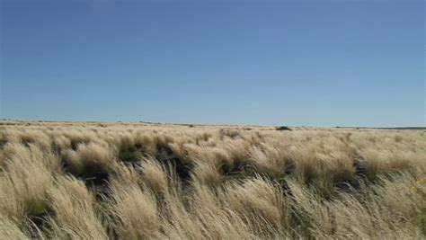 Never Ending Dry Grass Namibia Africa Stock Footage Video 100 Royalty Free 1768118
