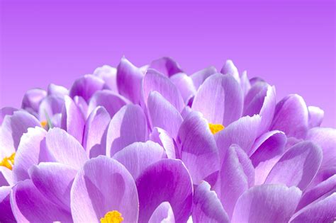 크로커스 꽃 봄 Pixabay의 무료 사진 Pixabay