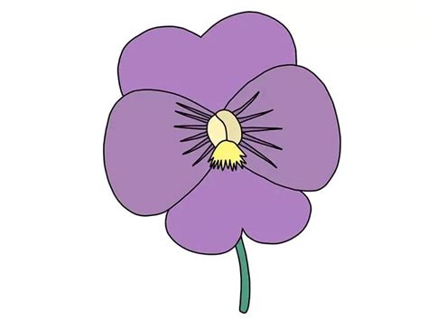 آموزش قدم به قدم نقاشی گل پانسی با تصویر