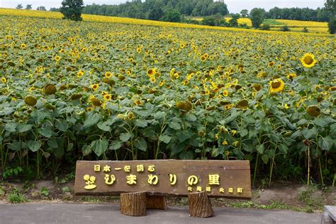 北竜町 ひまわりの里 北竜町 ひまわりの里 Kentaro Ohno Flickr