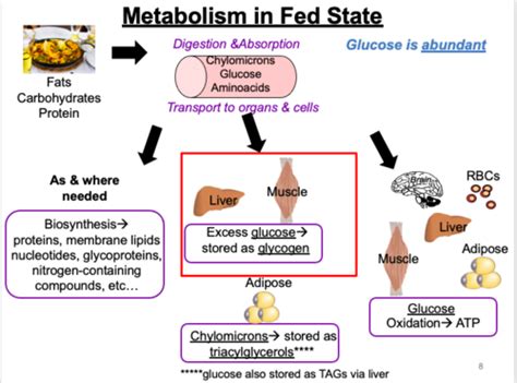 Biochemistry Glycogen Metabolism Flashcards Quizlet