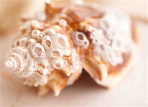 Plays With Needles Barnacles On The Brain