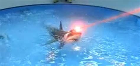 Image Sharks With Frickin Laser Beams Attached To Their Heads Austin