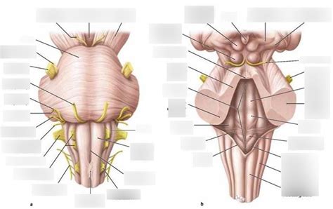 Diagram Of Medulla Oblongata Quizlet