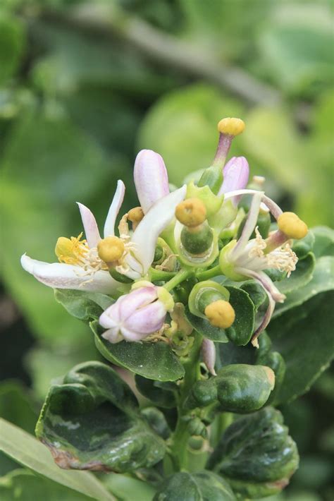 No Lime Tree Blossoms Or Fruit What To Do When A Lime Tree Is Not