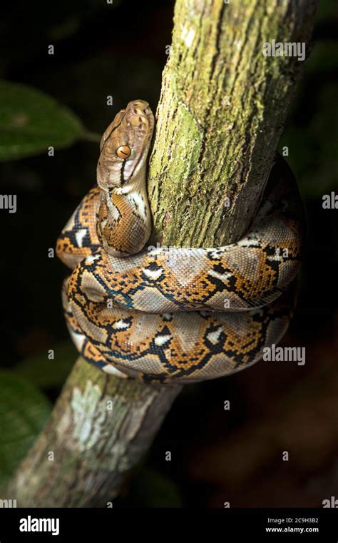 reticulated python malayopython reticulatus danum valley conservation area sabah borneo
