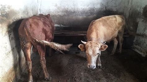 Бордакы бука откорм бычков Youtube