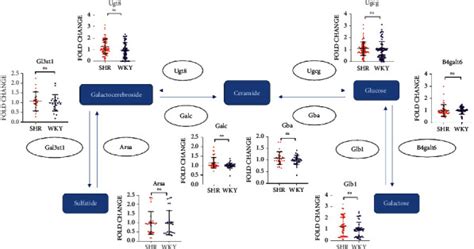 Identification Of The Shared Gene Signatures Between Autism Spectrum Disorder And Epilepsy Via