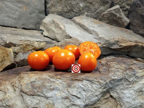 Dwarf Duckling Micro Tomato Bounty Hunter Seeds Tomato Seeds
