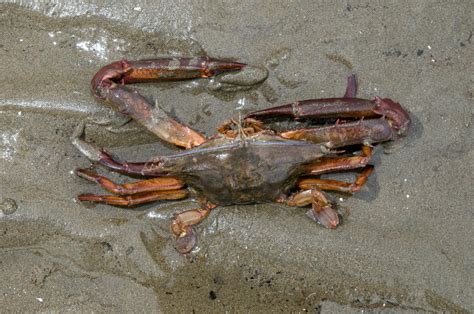 Stalk Eyed Swimmer Crab Queensland Museum
