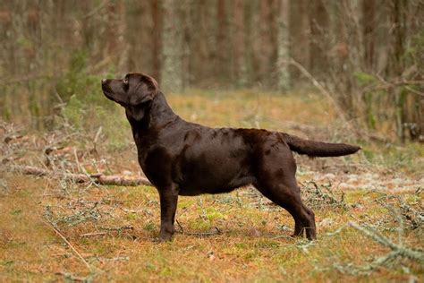 Royal Brown Copacabana Binky Royalbrown Ee