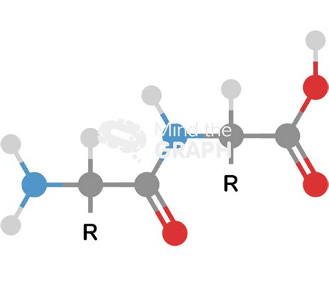 Peptide Molecule