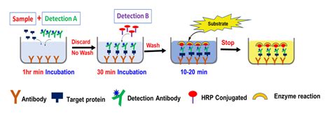 Tribo™ Human Complement C4 Elisa Tribioscience
