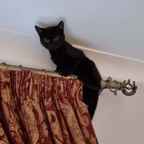 Very Happy New Kitten Slave Mumsnet