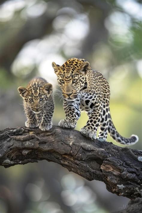 Leopard Cubs Wallpaper