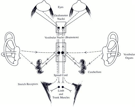 Vestibular System And Balance