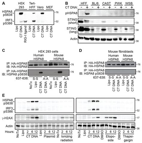 Human Dna Pk Activates A Sting Independent Dna Sensing Pathway Pmc