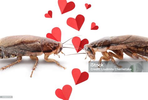 발렌타인 데이 프로모션 이름 바퀴 나를 도청 종료 바퀴벌레와 흰색 배경에 작은 종이 마음 클로즈업 바퀴벌레에 대한 스톡 사진 및