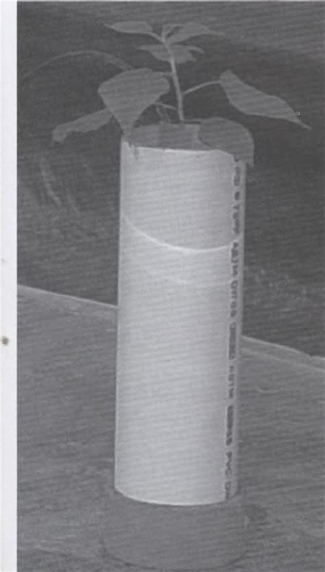 Root System Of A Populus Cutting 46 Days After Planting Measurements