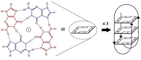 A Curious Dna Structure And Its Potential Applications Science Ntu