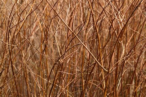 Brown Branches Pattern Free Stock Photo Public Domain Pictures