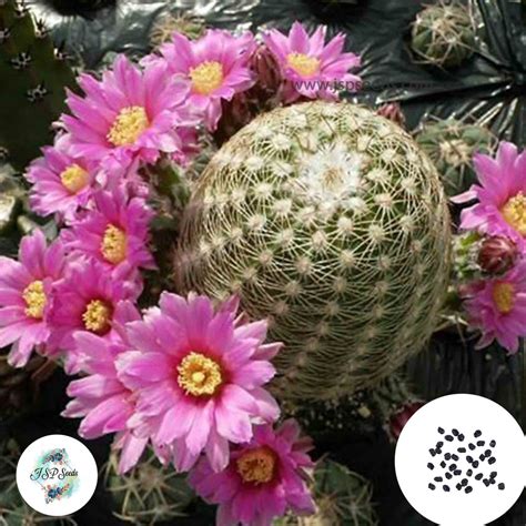 40 Seeds Echinocereus Adustus Cactus Succulent Seeds Jspseeds