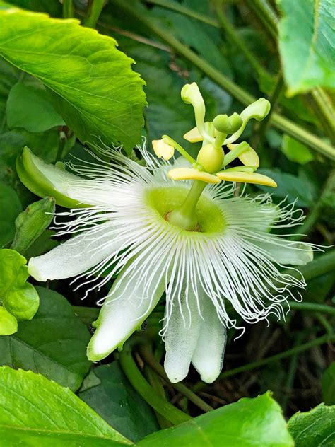 White Passiflora By Joeyartist On Deviantart