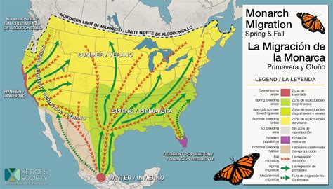 Houston Monarch Story Monarch Butterfly Migration Uh Coastal Center