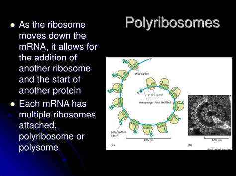 Ppt Chapter 7 Powerpoint Presentation Free Download Id426847