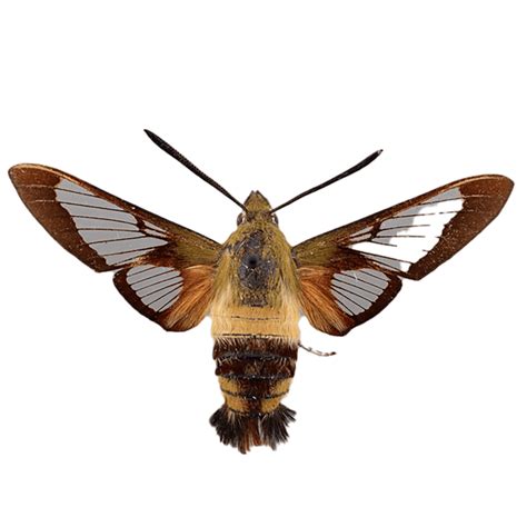Hummingbird Clearwing The Wisconsin Moths Field Guide