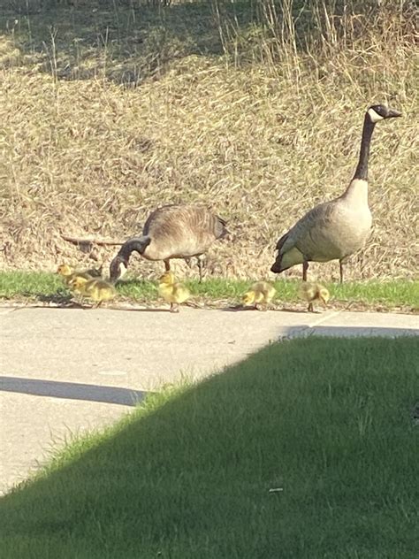 Goddamn Honkies Album On Imgur