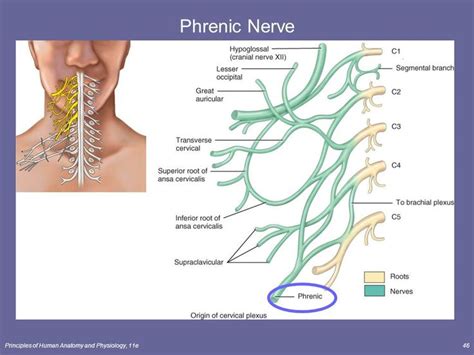 Phrenic Nerve Neck
