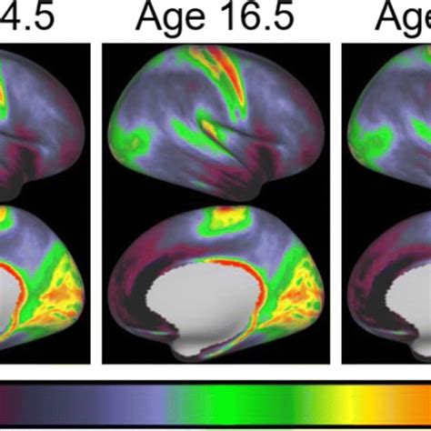 The Normalized Myelin Content Is Displayed On The Averaged Inflated Download Scientific