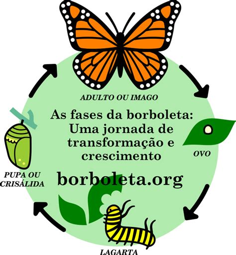As Fases Da Borboleta Uma Jornada De Transformação E Crescimento