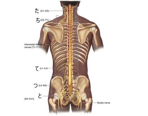 Label The Peripheral Plexi Quiz