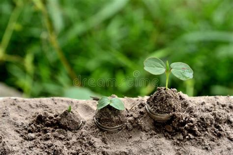 Business Finance On Nature Plants Concepts Stock Image Image Of Baby